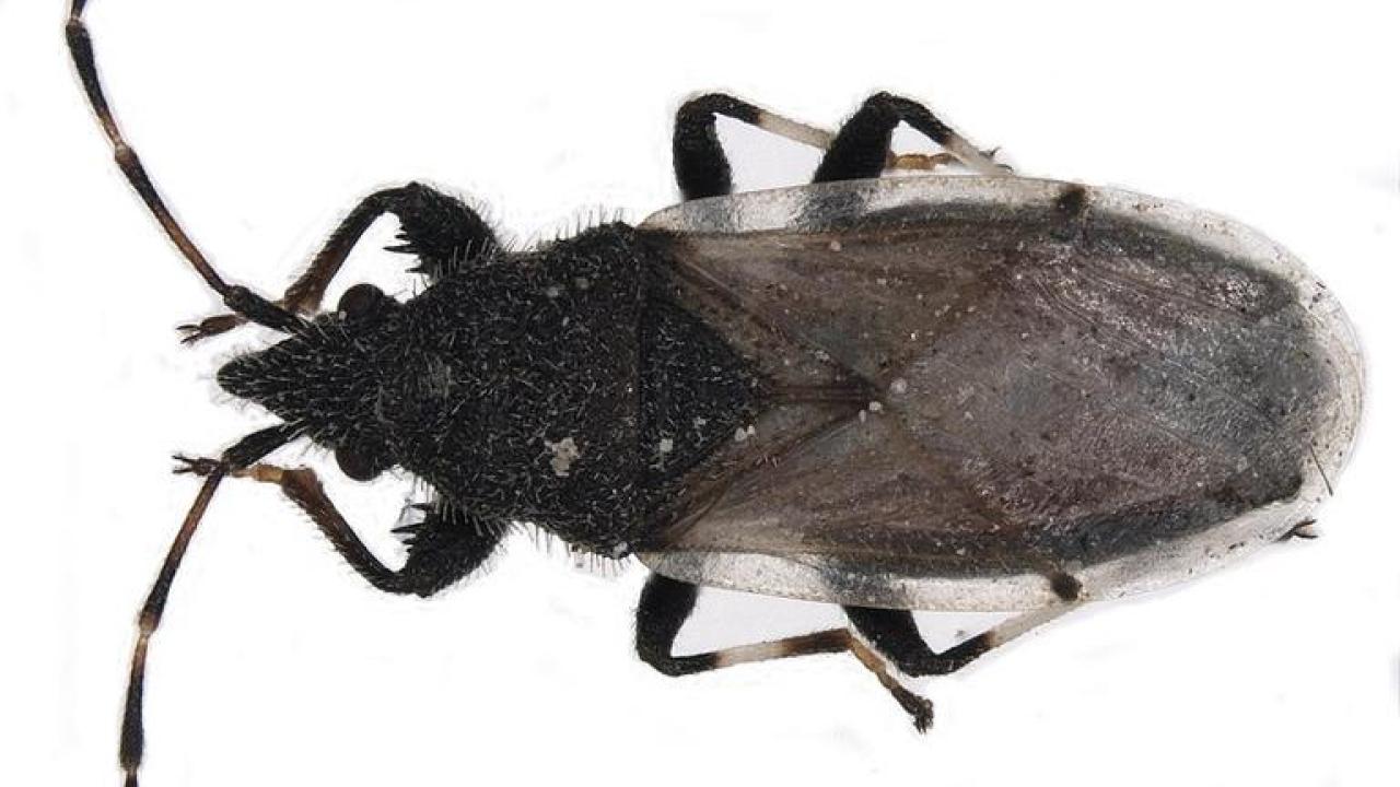 New Scorecard Announcement: Cotton Seed Bug (Oxycarenus hyalinipennis ...