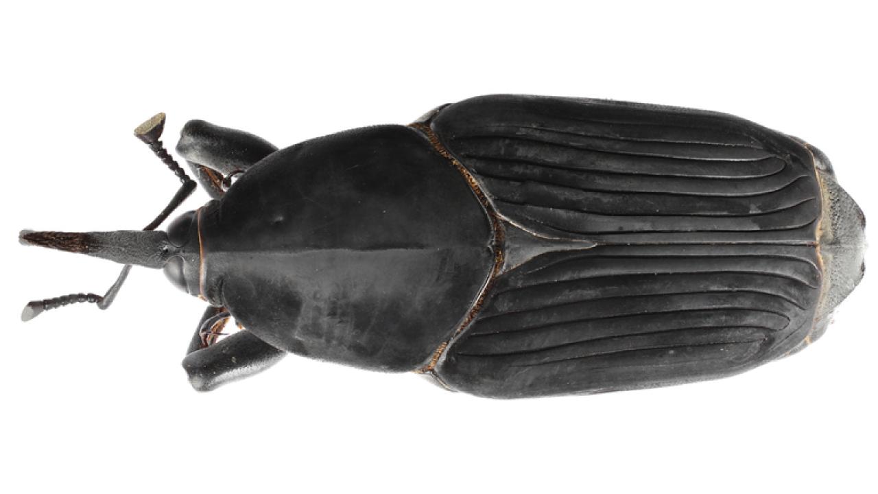 New Scorecard Announcement: South American Palm Weevil (Rhynchophorus ...