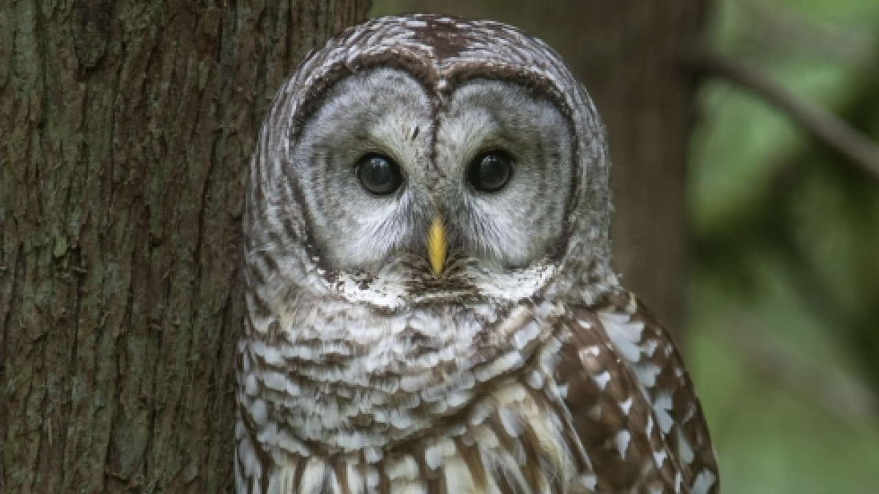 New Scorecard Announcement: Barred Owl (Strix varia) | Invasive Species ...